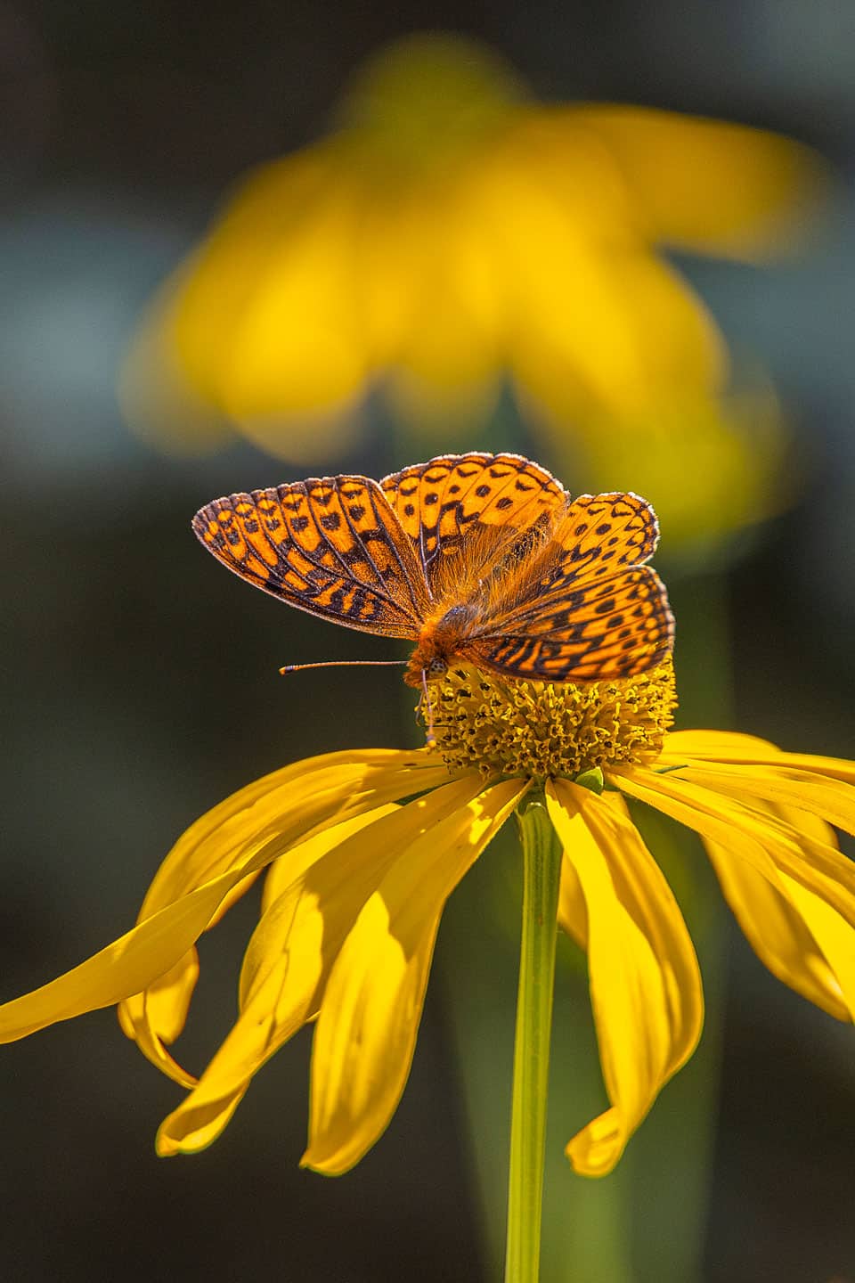 Photo Contest Winners - Colorado Country Life Magazine