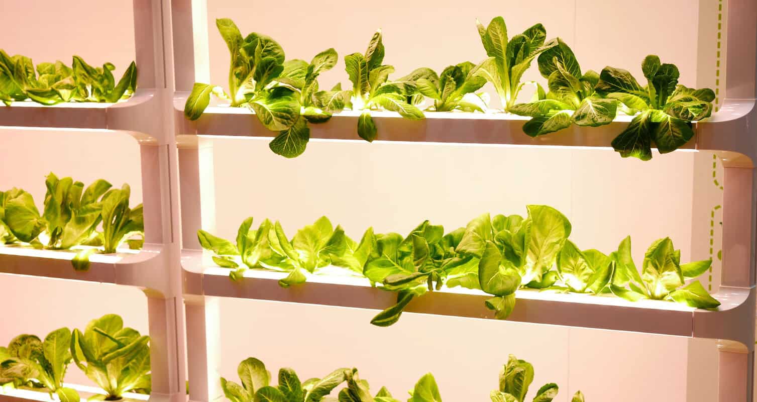 Hydroponics: Bring Water to Life