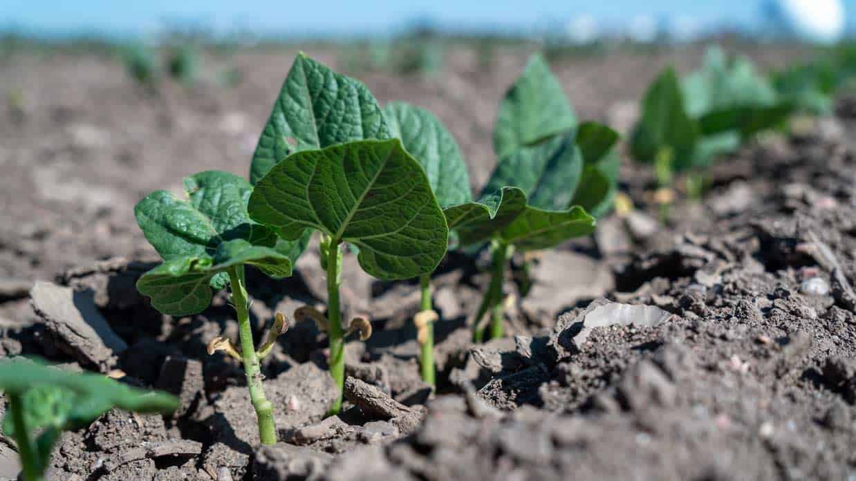 Beans are Booming in Colorado
